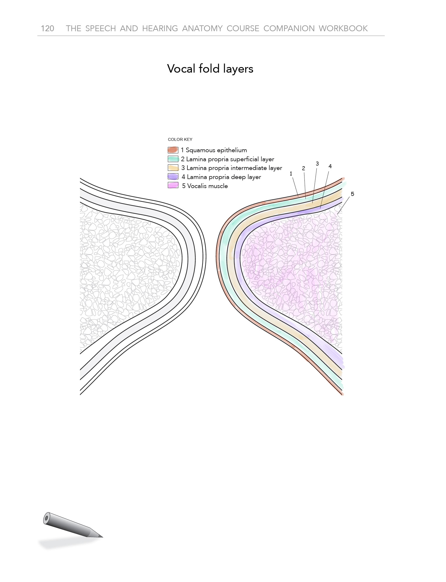 Sample Pages The Speech And Hearing Anatomy Course Companion Workbook